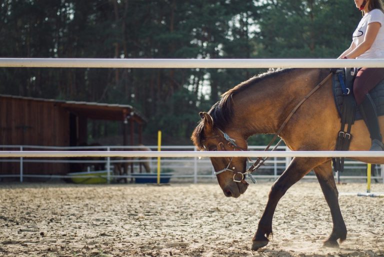 The Top 15 Benefits of Horseback Riding – Certified Horsemanship ...
